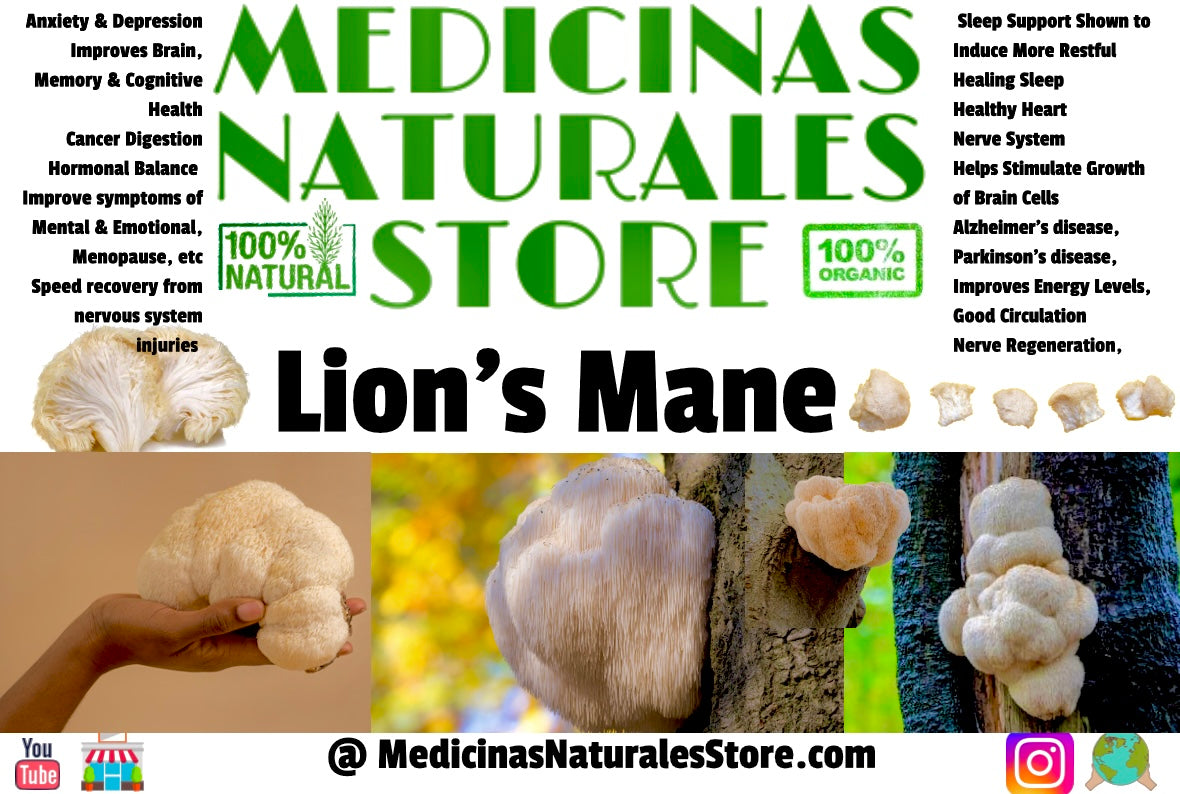 Lion’s Mane Powder – Medicinas Naturales Store LLC