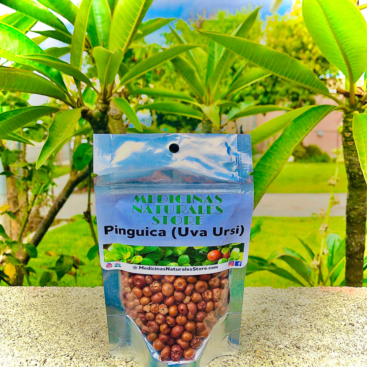 100% Natural Pinguica (Uva Ursi) Berries – Medicinas Naturales Store LLC