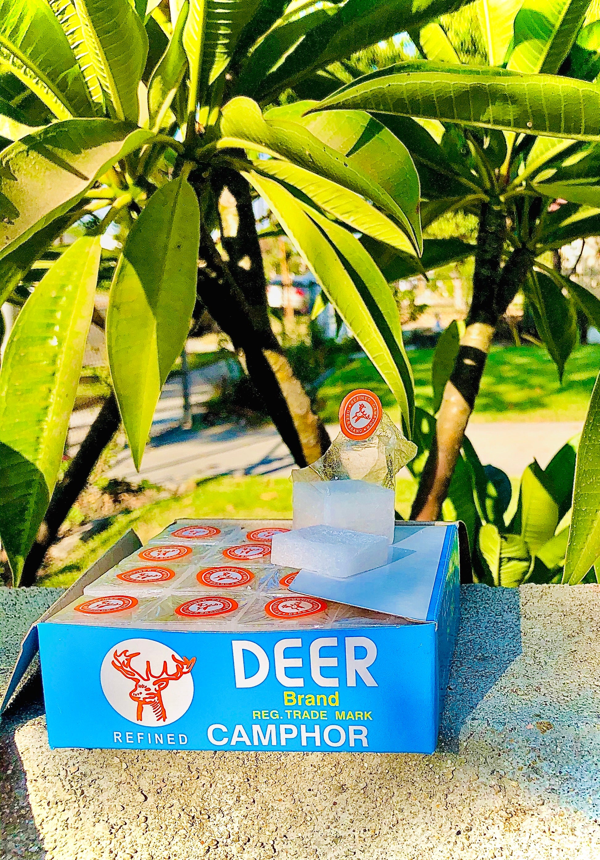 Deer Refined Alcanfor, Hight Quality – Medicinas Naturales Store LLC
